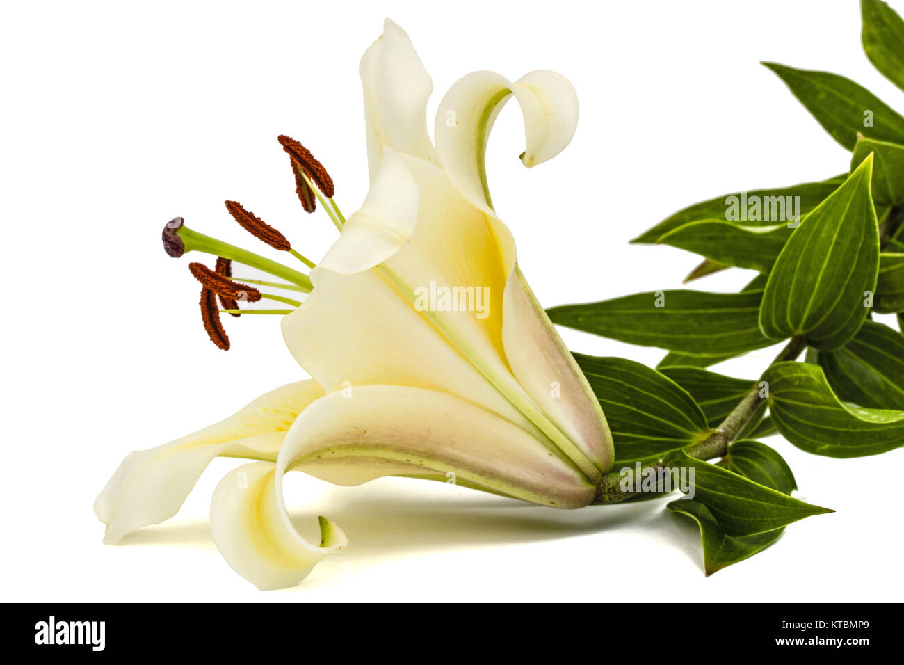 Flower of yellow oriental lily, isolated on white background Stock ...