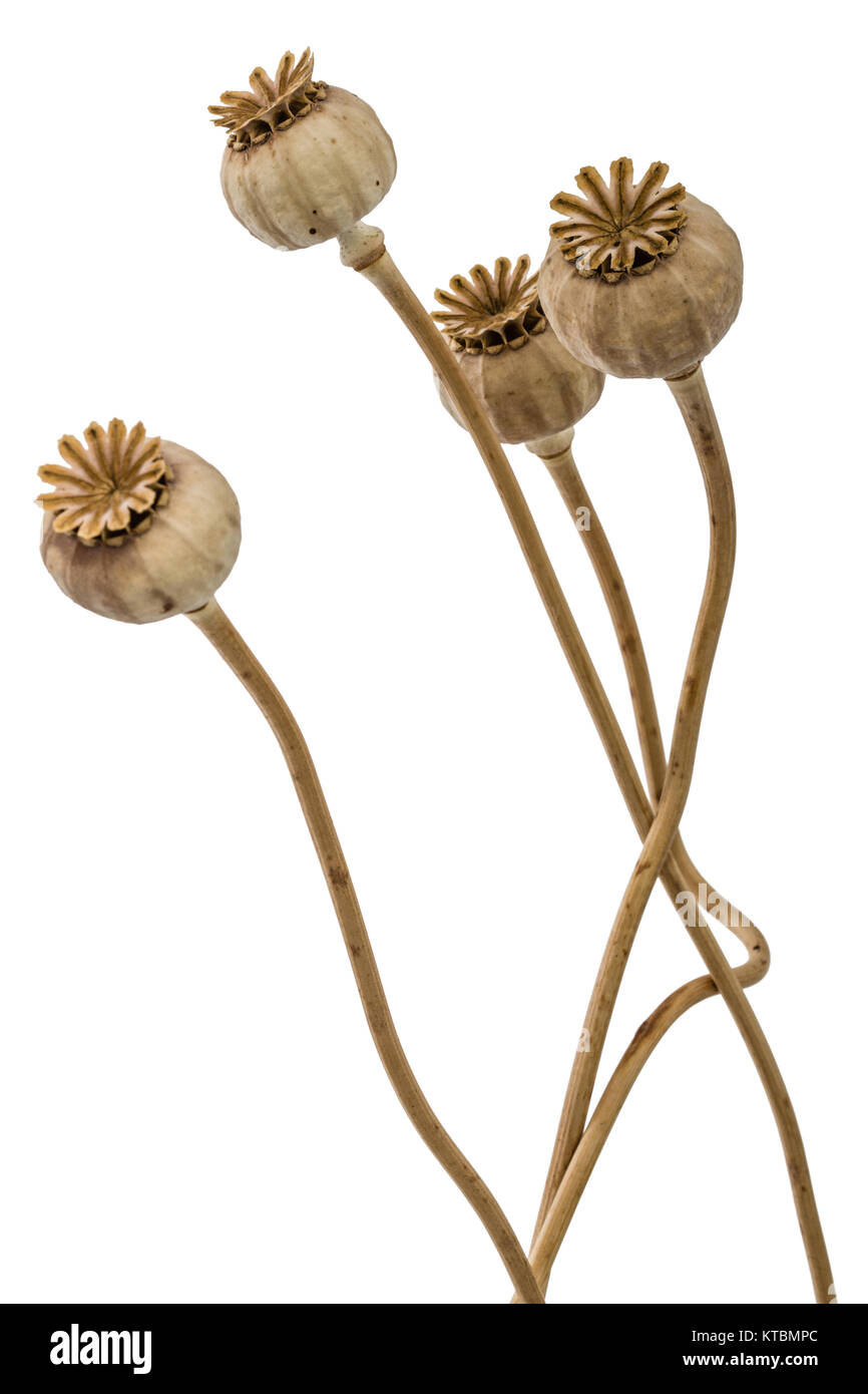 Dried poppy box and stems, isolated on white background Stock Photo - Alamy