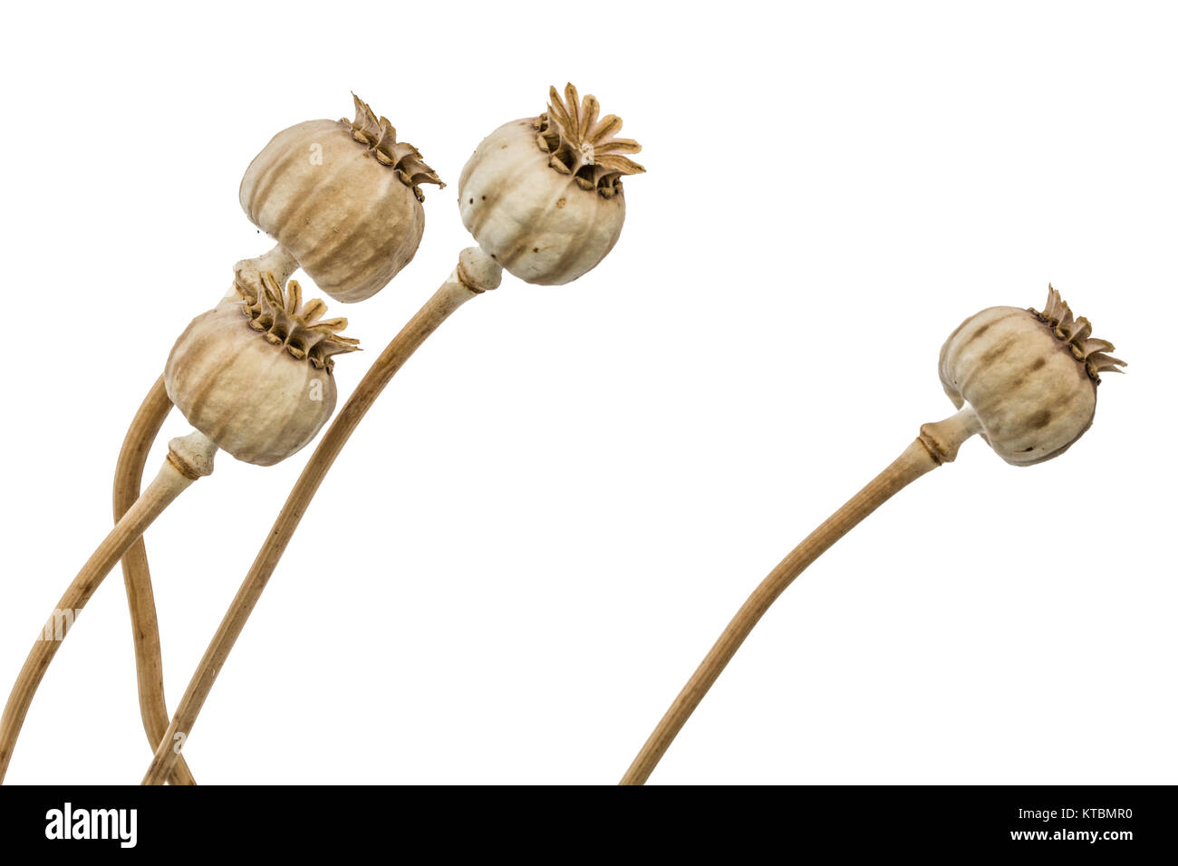 Dried poppy box and stems, isolated on white background Stock Photo - Alamy
