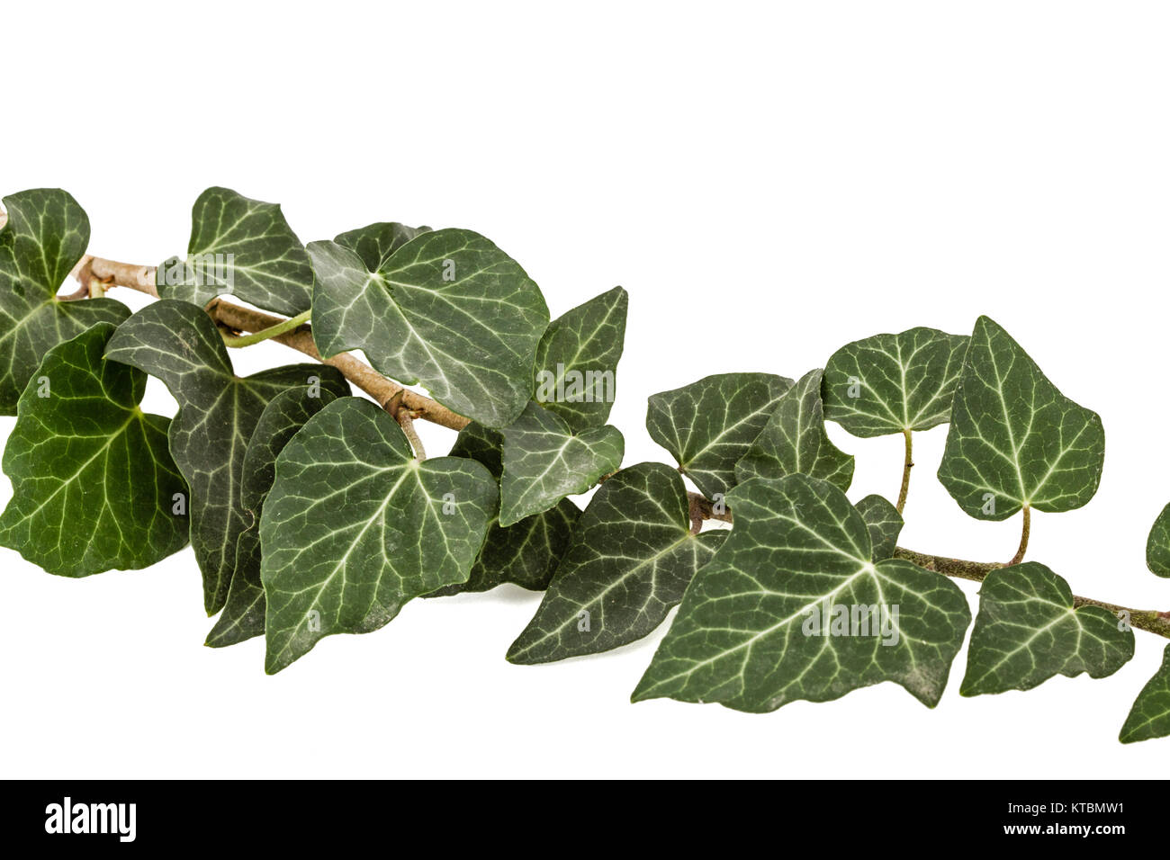 Green Ivy branch, isolated on white background Stock Photo - Alamy