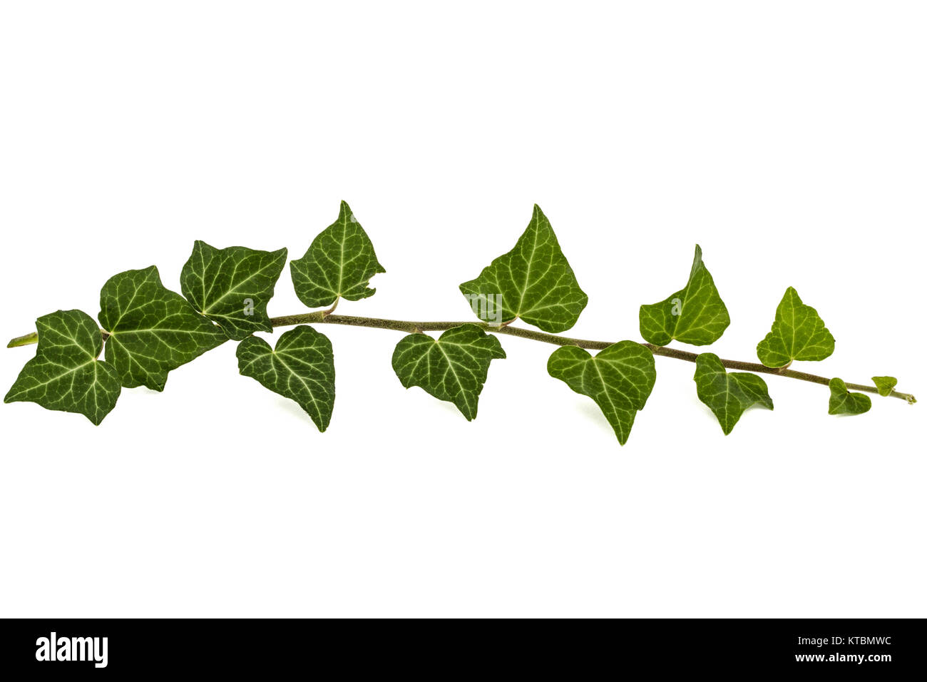 Green Ivy branch, isolated on white background Stock Photo - Alamy
