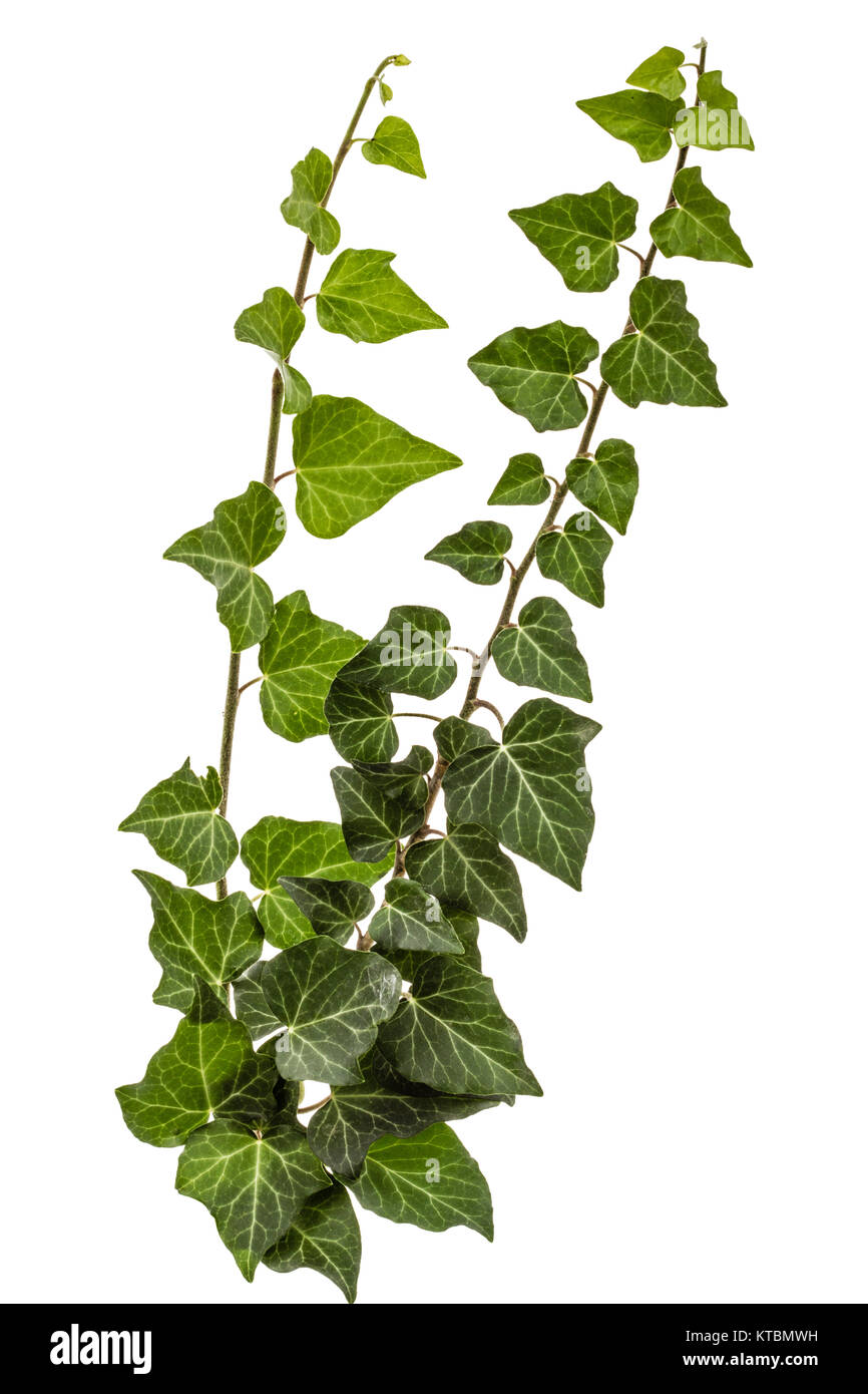 Green Ivy branch, isolated on white background Stock Photo - Alamy