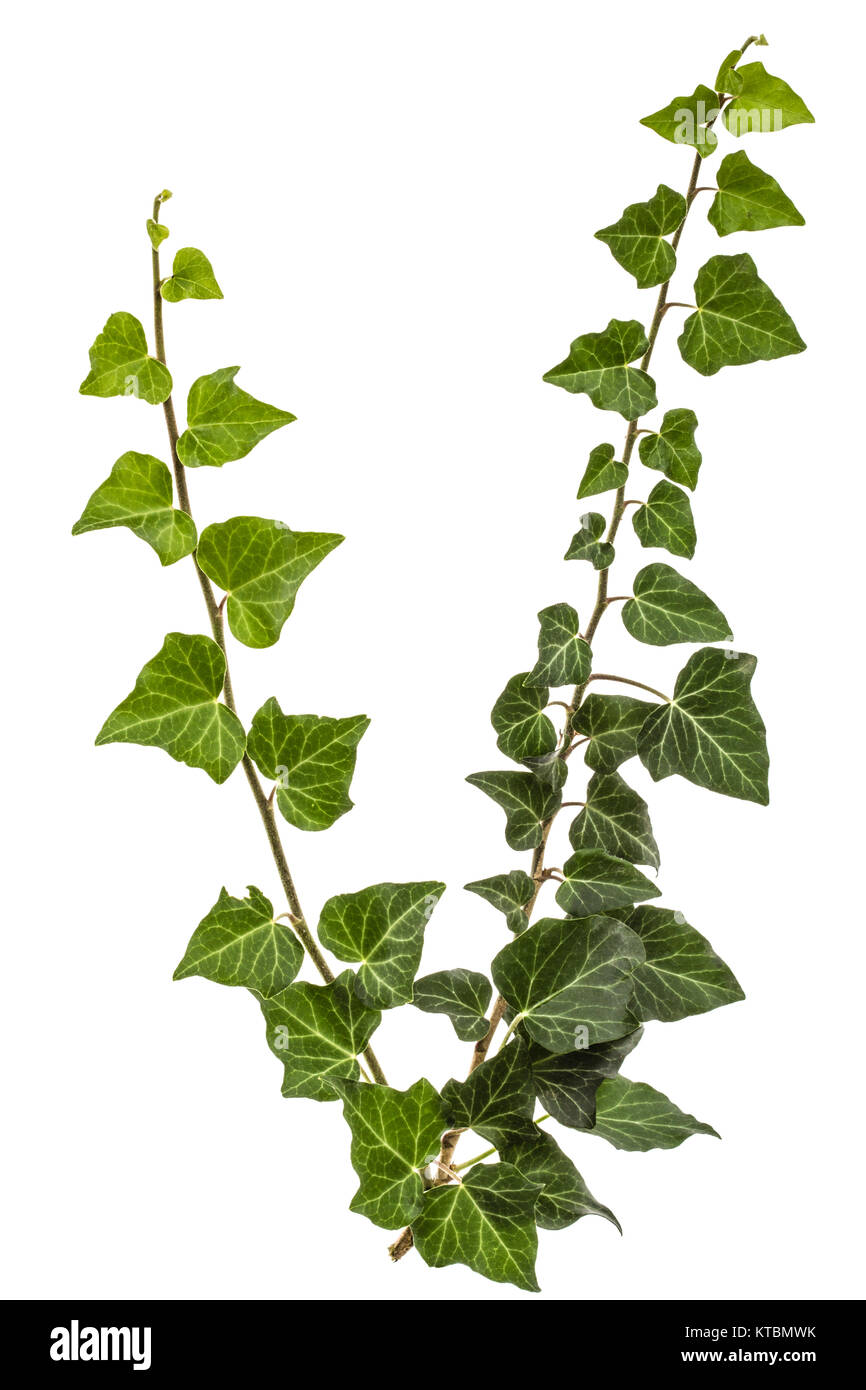 Green Ivy branch, isolated on white background Stock Photo - Alamy
