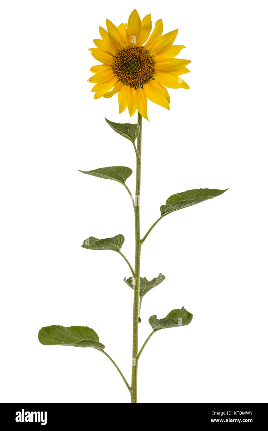 Sunflower isolated on white background Stock Photo - Alamy