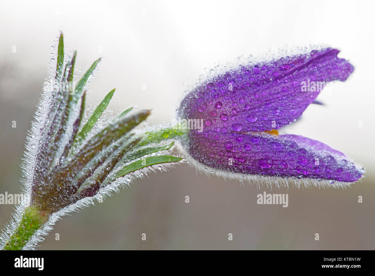 Kitchen clamp pulsatilla vulgaris hi-res stock photography and images ...