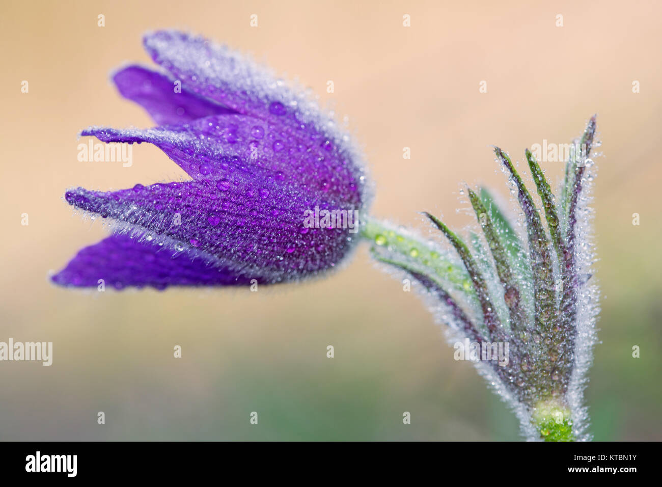 ordinary kitchen clamp in morning dew Stock Photo - Alamy