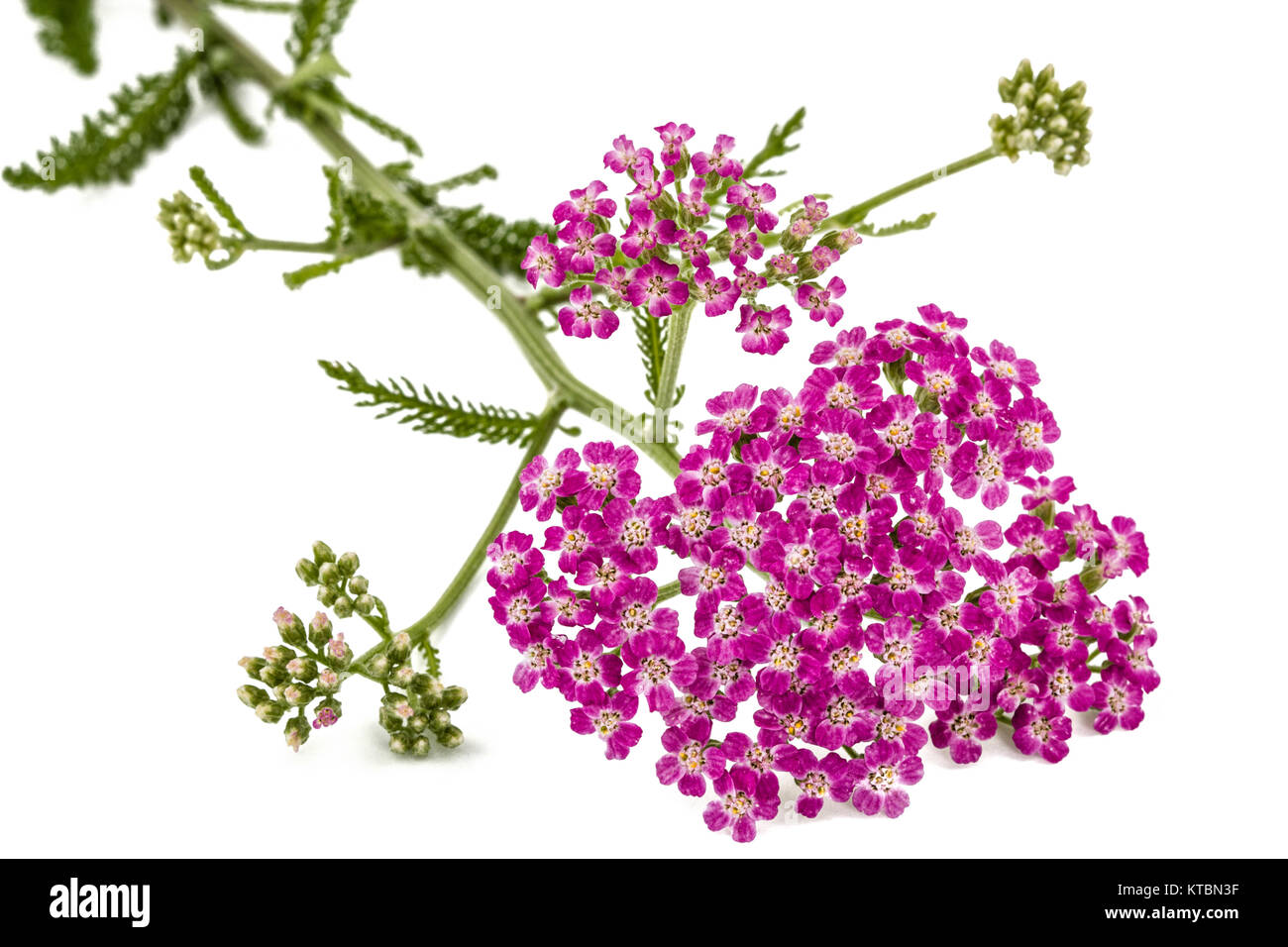 Flowers of yarrow, lat. Achillea millefolium, isolated on white ...