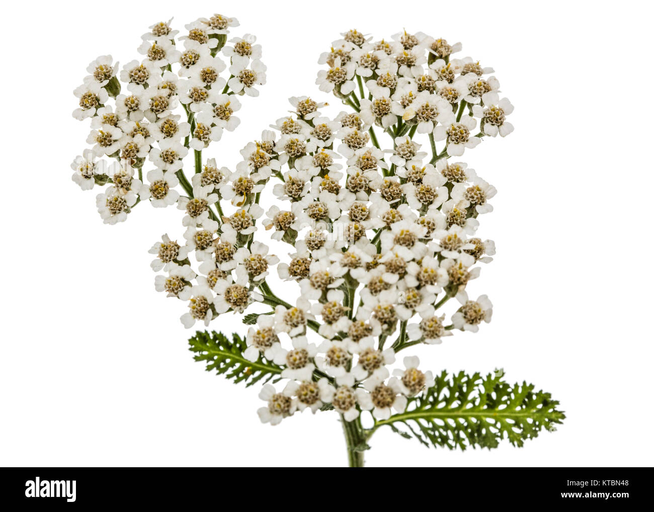 Flowers of yarrow, lat. Achillea millefolium, isolated on white ...