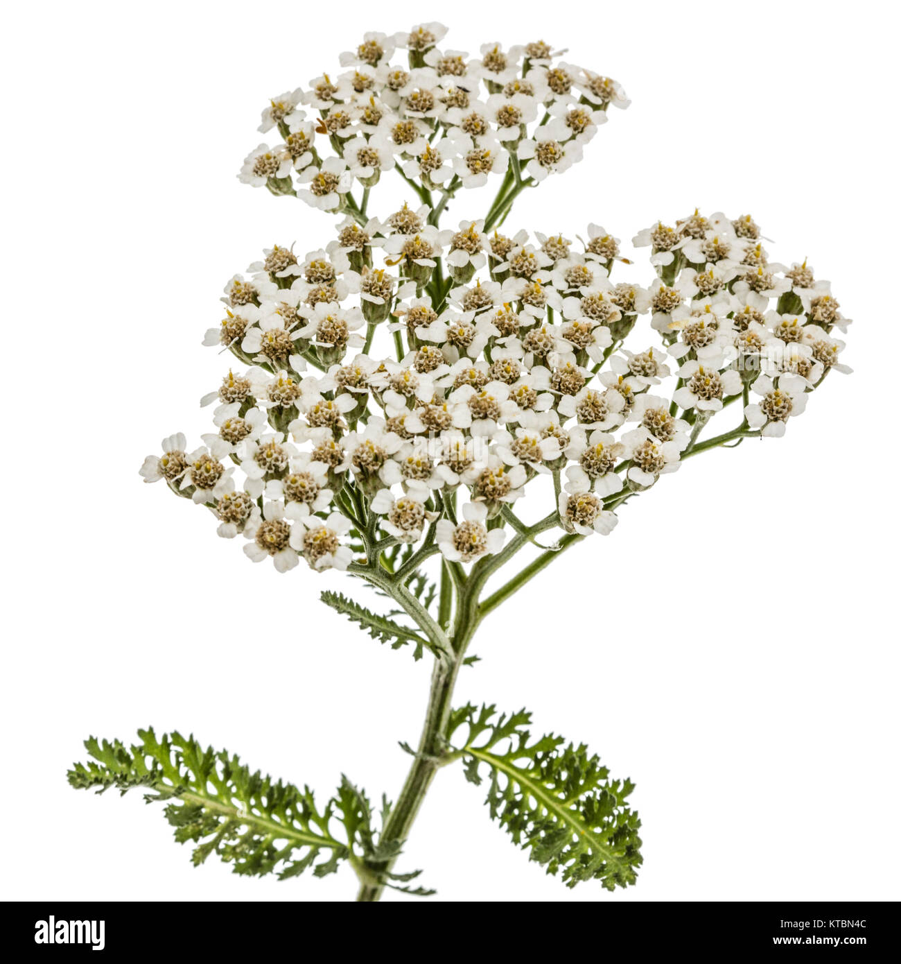Achillea millefolium common yarrow Cut Out Stock Images & Pictures - Alamy