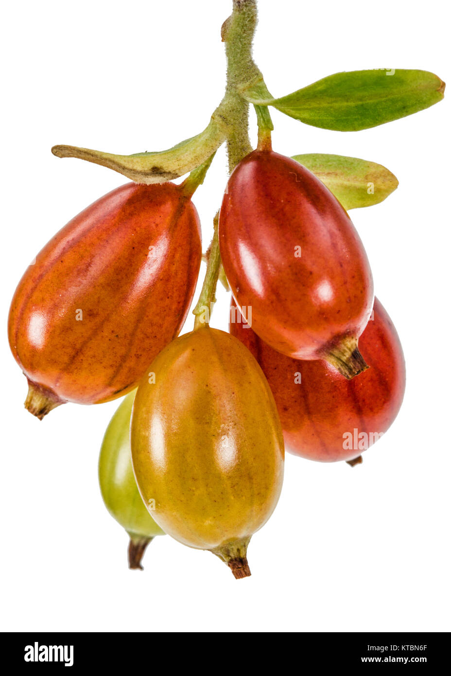 Currant berries isolated on white background Stock Photo - Alamy