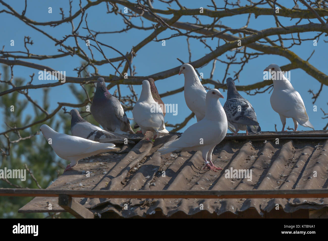 Pigeon strike hi-res stock photography and images - Alamy