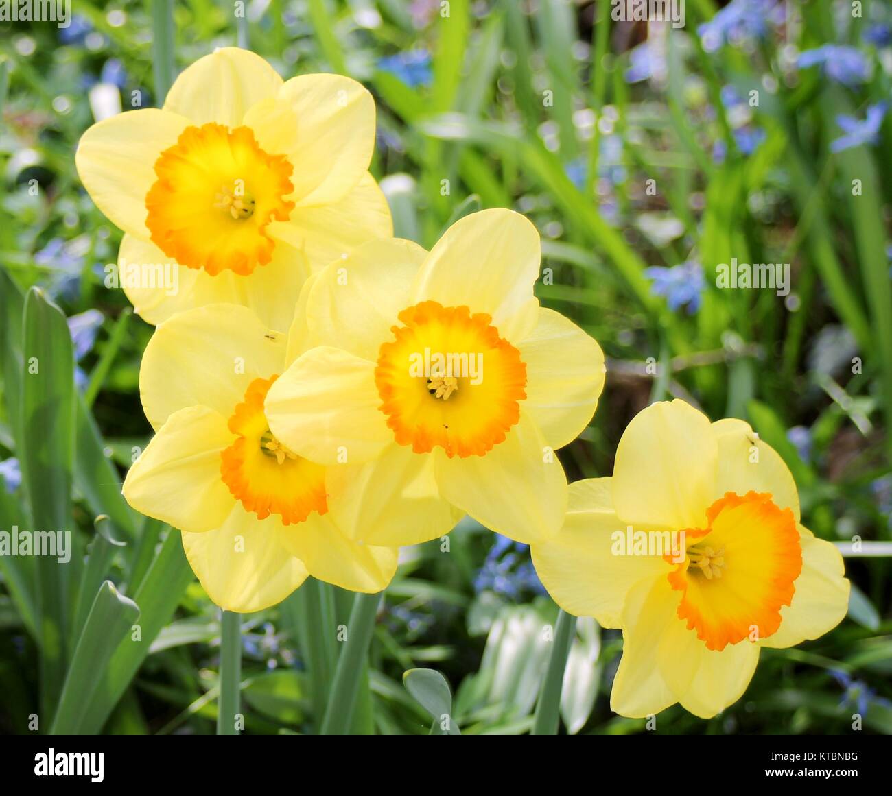 yellow daffodils in spring Stock Photo - Alamy