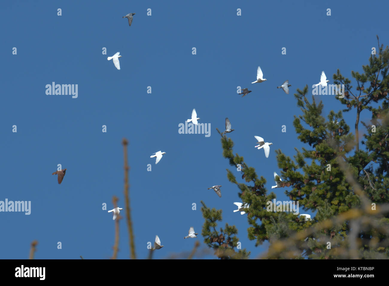 pigeon formation flight Stock Photo - Alamy