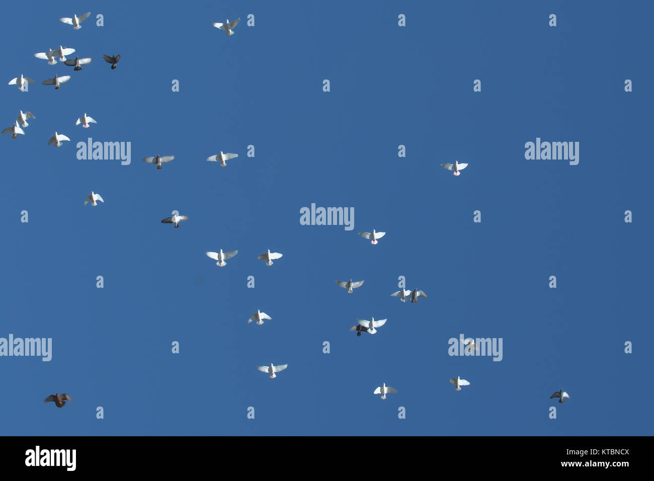 pigeon formation flight Stock Photo - Alamy