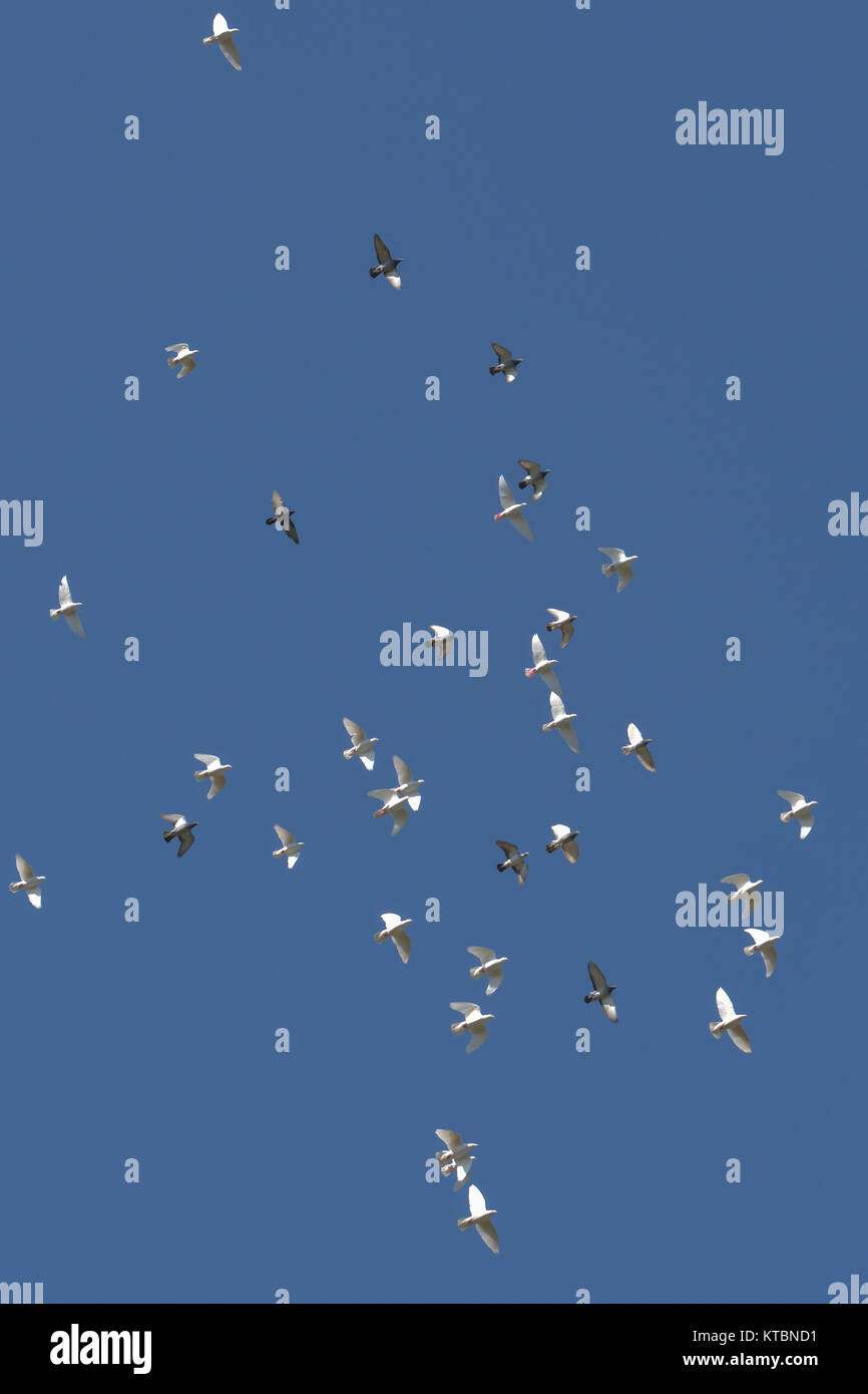 pigeon formation flight Stock Photo - Alamy