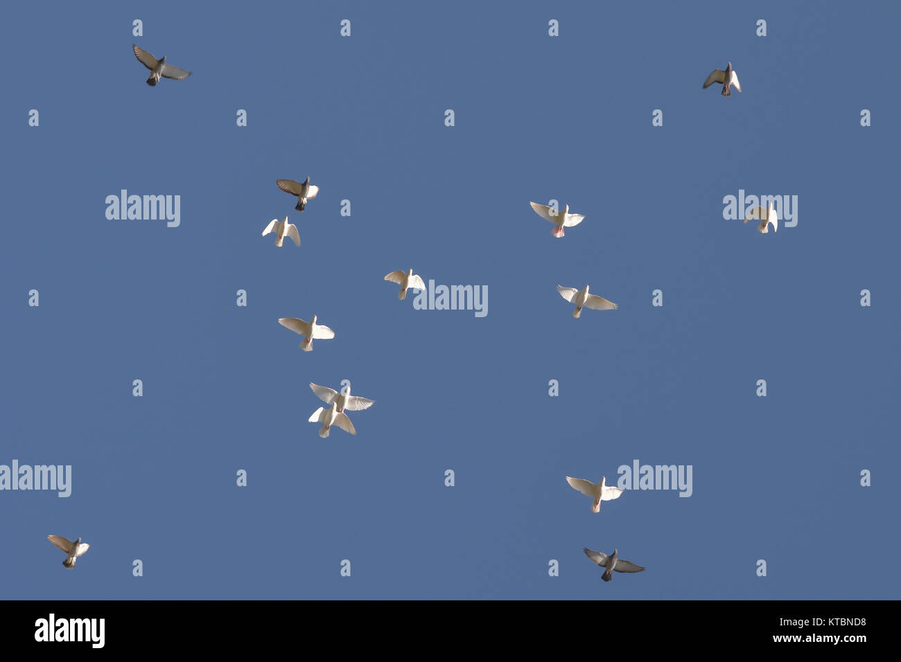 pigeon formation flight Stock Photo - Alamy