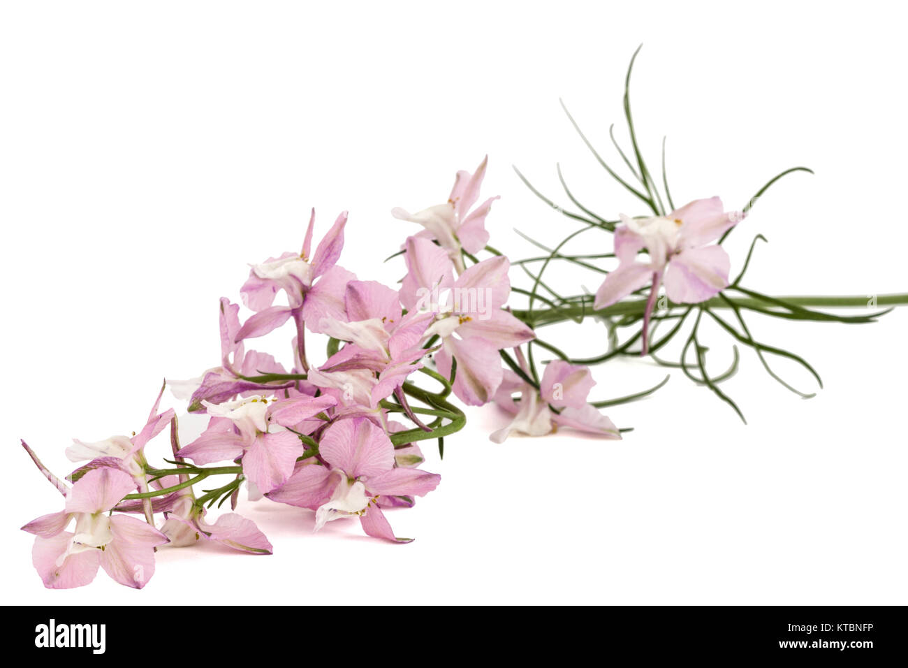 Rose flower of Delphinium, lat. Larkspur, isolated on white background ...