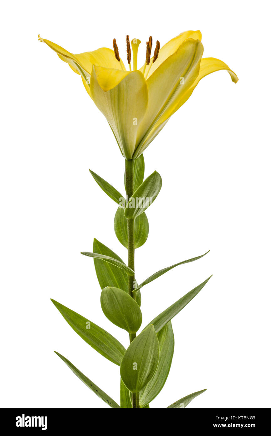 Flower of yellow oriental lily, isolated on white background Stock ...