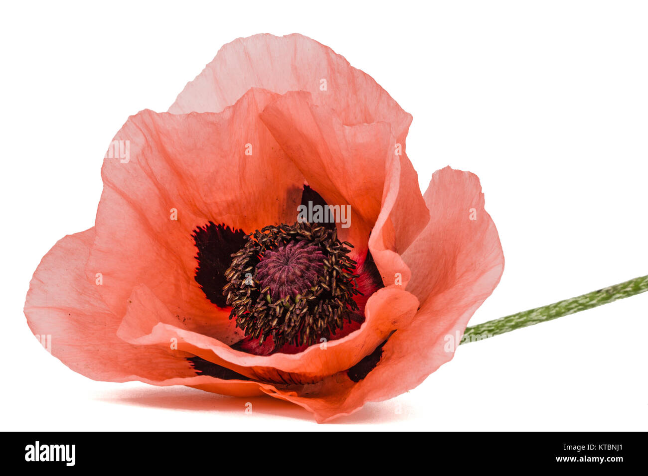 Flower of rose poppy, lat. Papaver, isolated on white background Stock ...