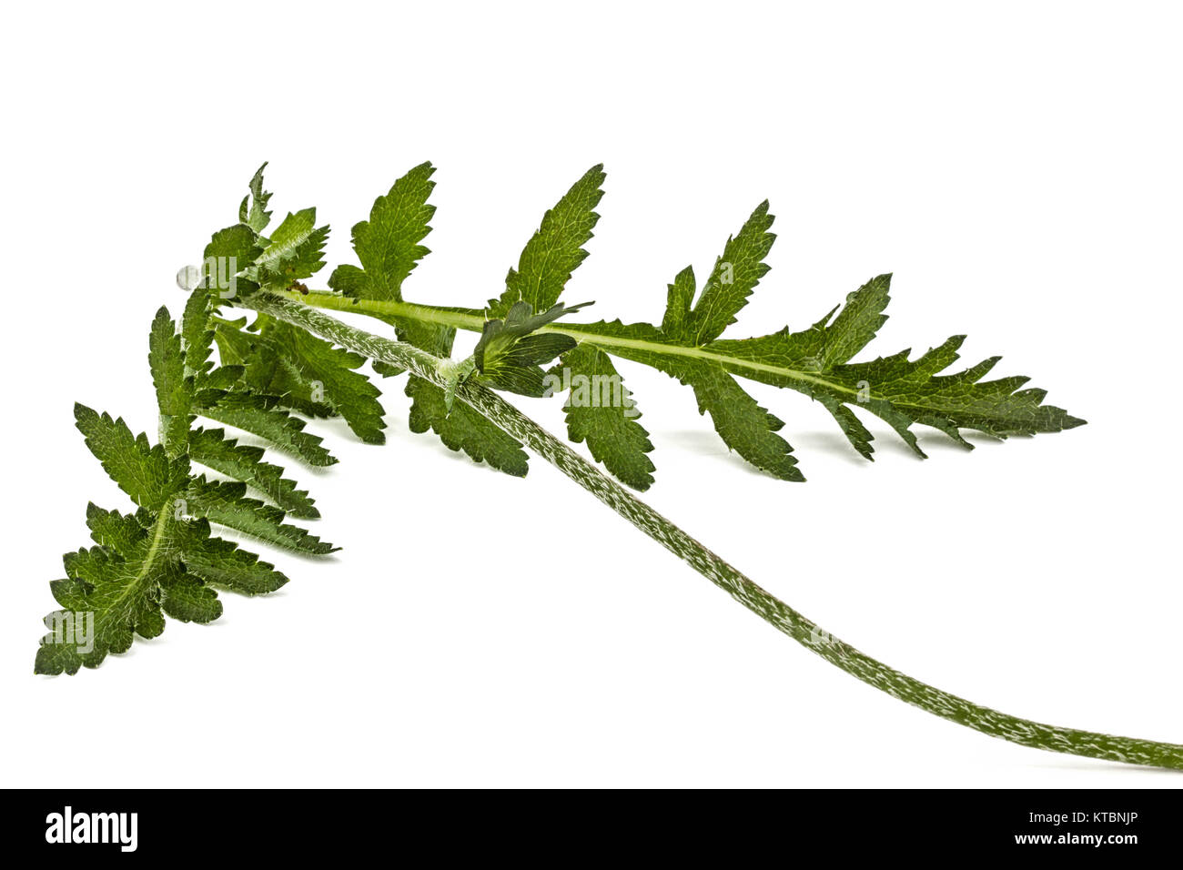Leafs of poppy, lat. Papaver, isolated on white background Stock Photo ...