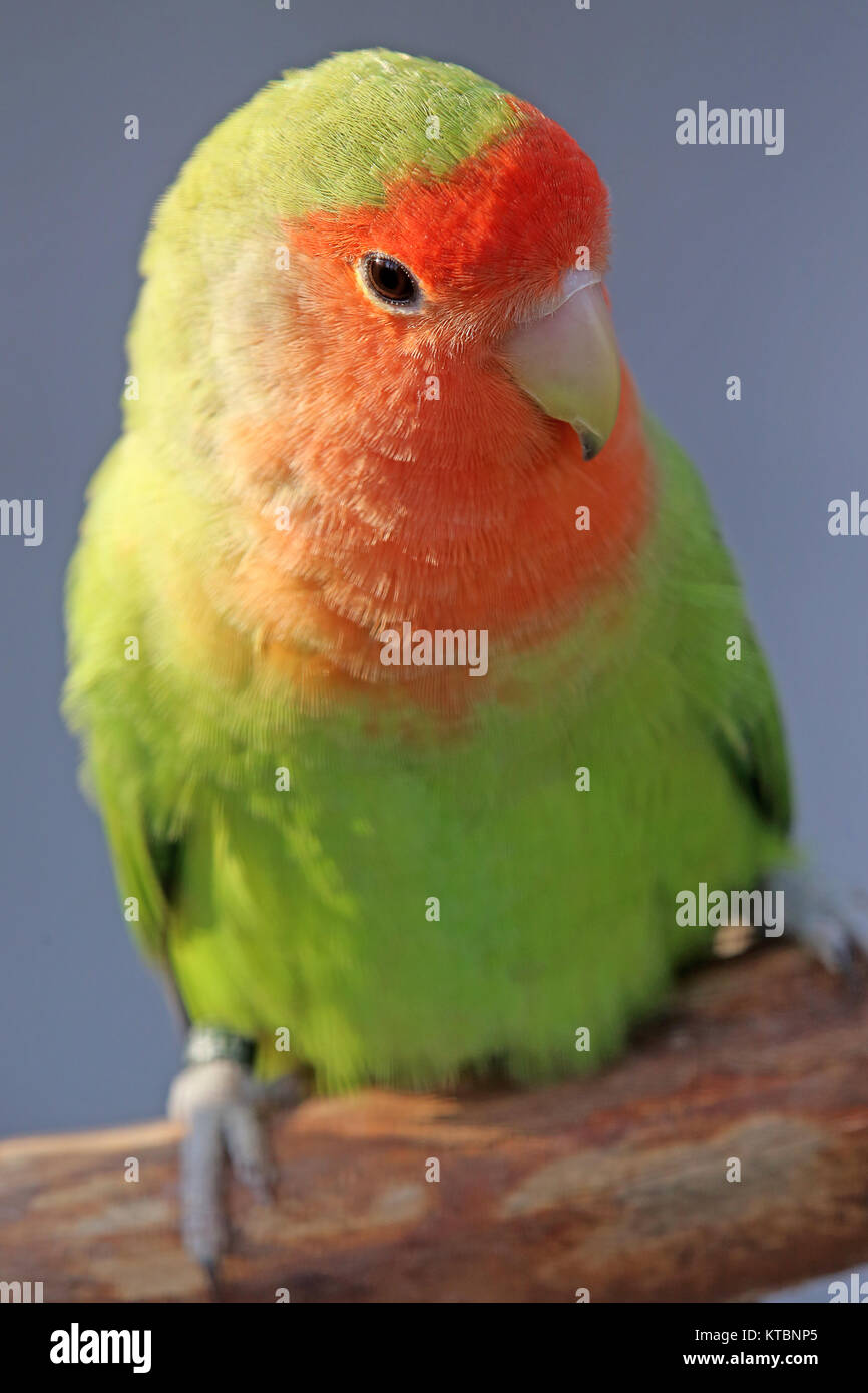 rose heads agapornis roseicollis Stock Photo - Alamy