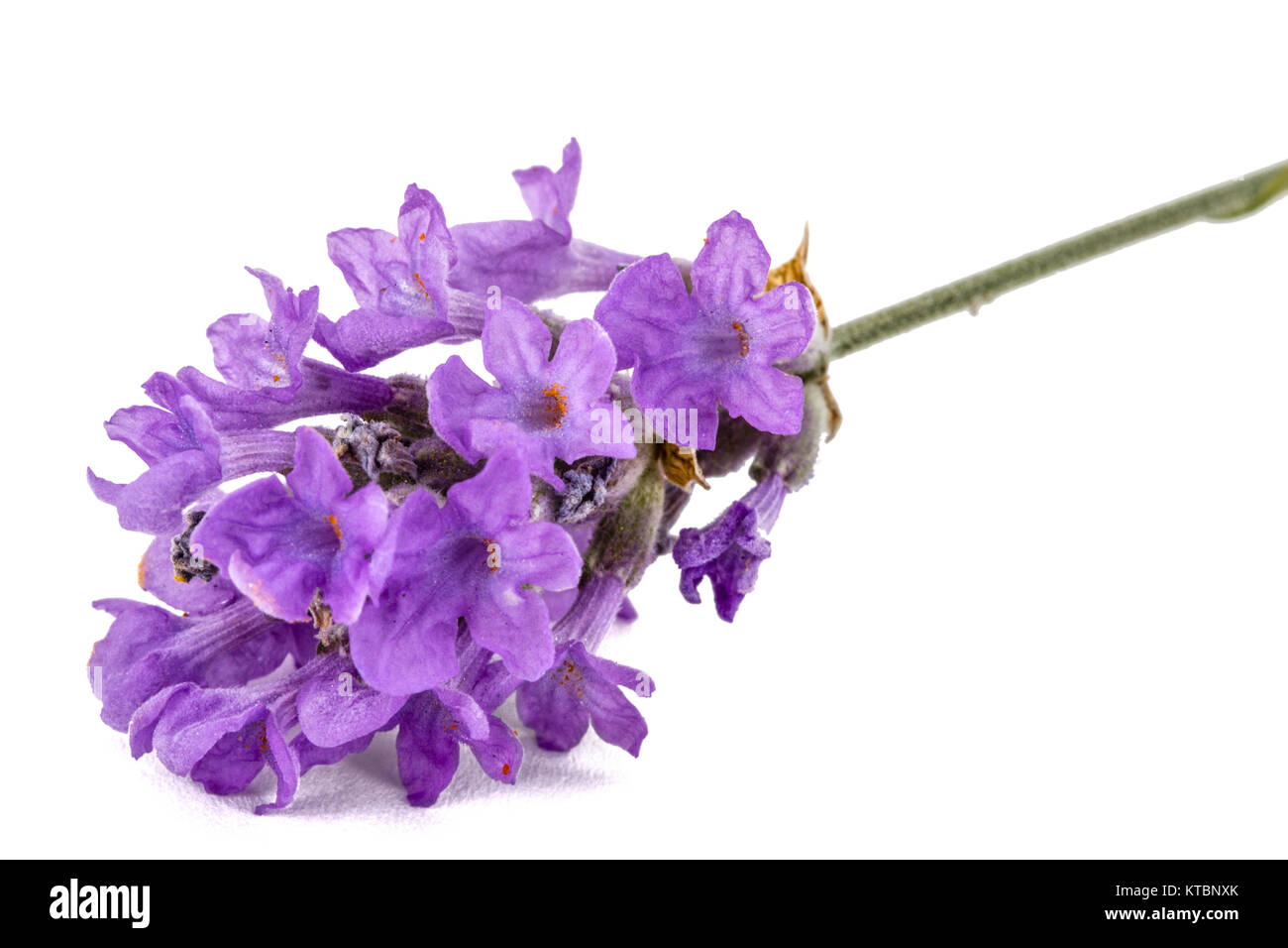 Flowers of violet lavender, isolated on white background Stock Photo ...