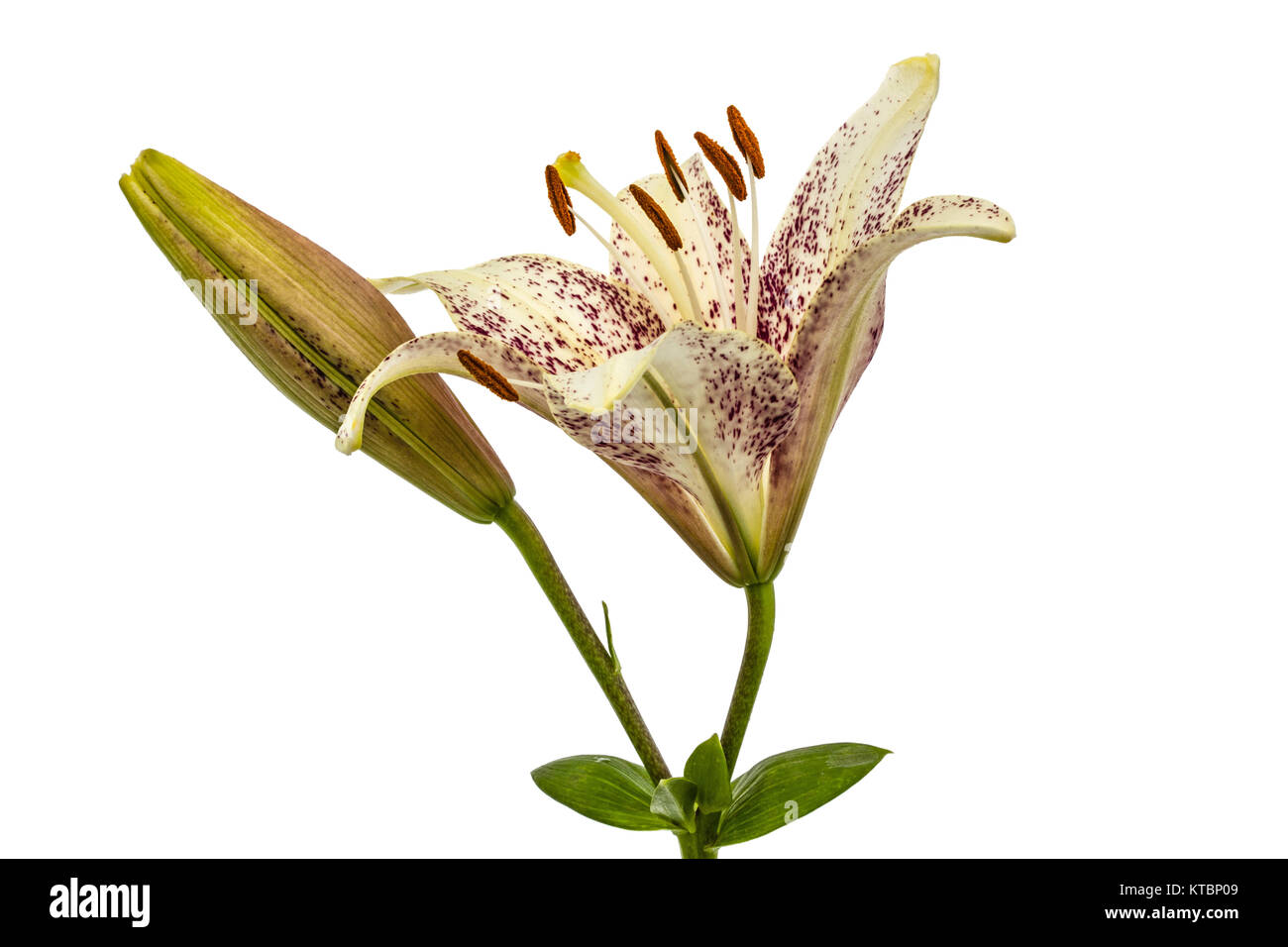 Flower of asian lily, isolated on white background Stock Photo - Alamy