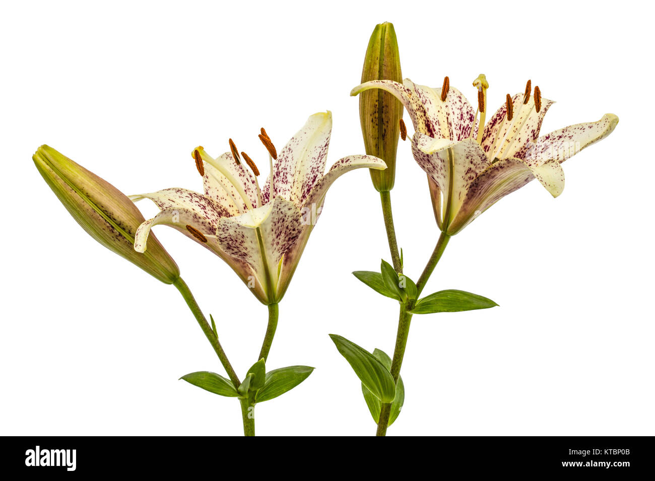 Flowers of asian lily, isolated on white background Stock Photo - Alamy