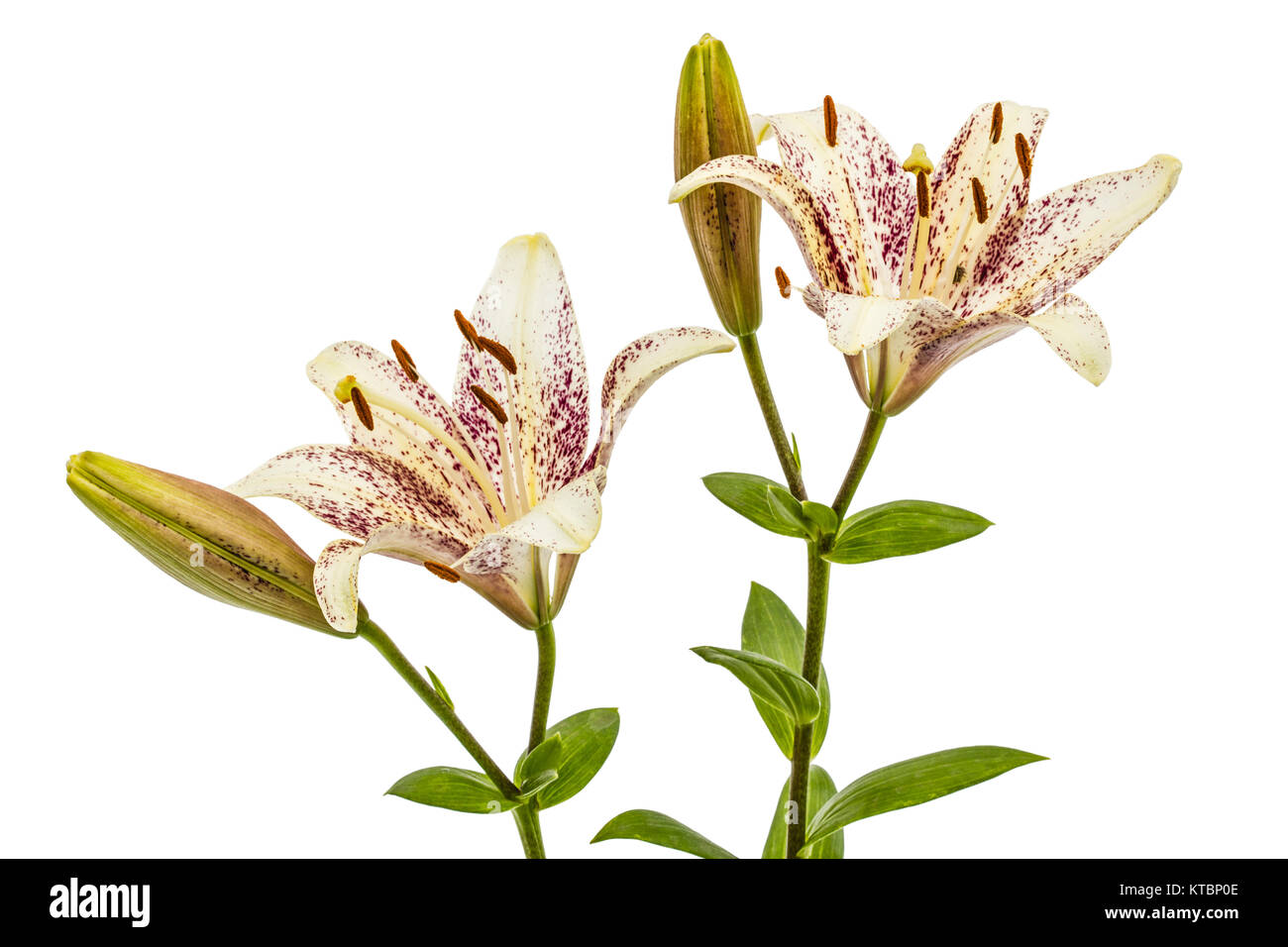 Flowers of asian lily, isolated on white background Stock Photo - Alamy