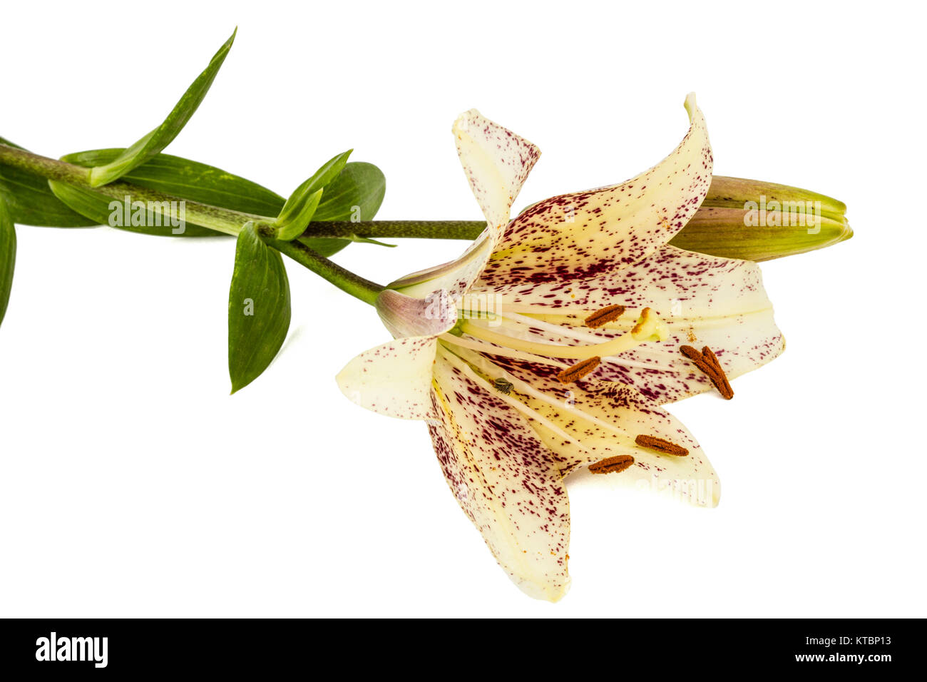 Flower of asian lily, isolated on white background Stock Photo - Alamy
