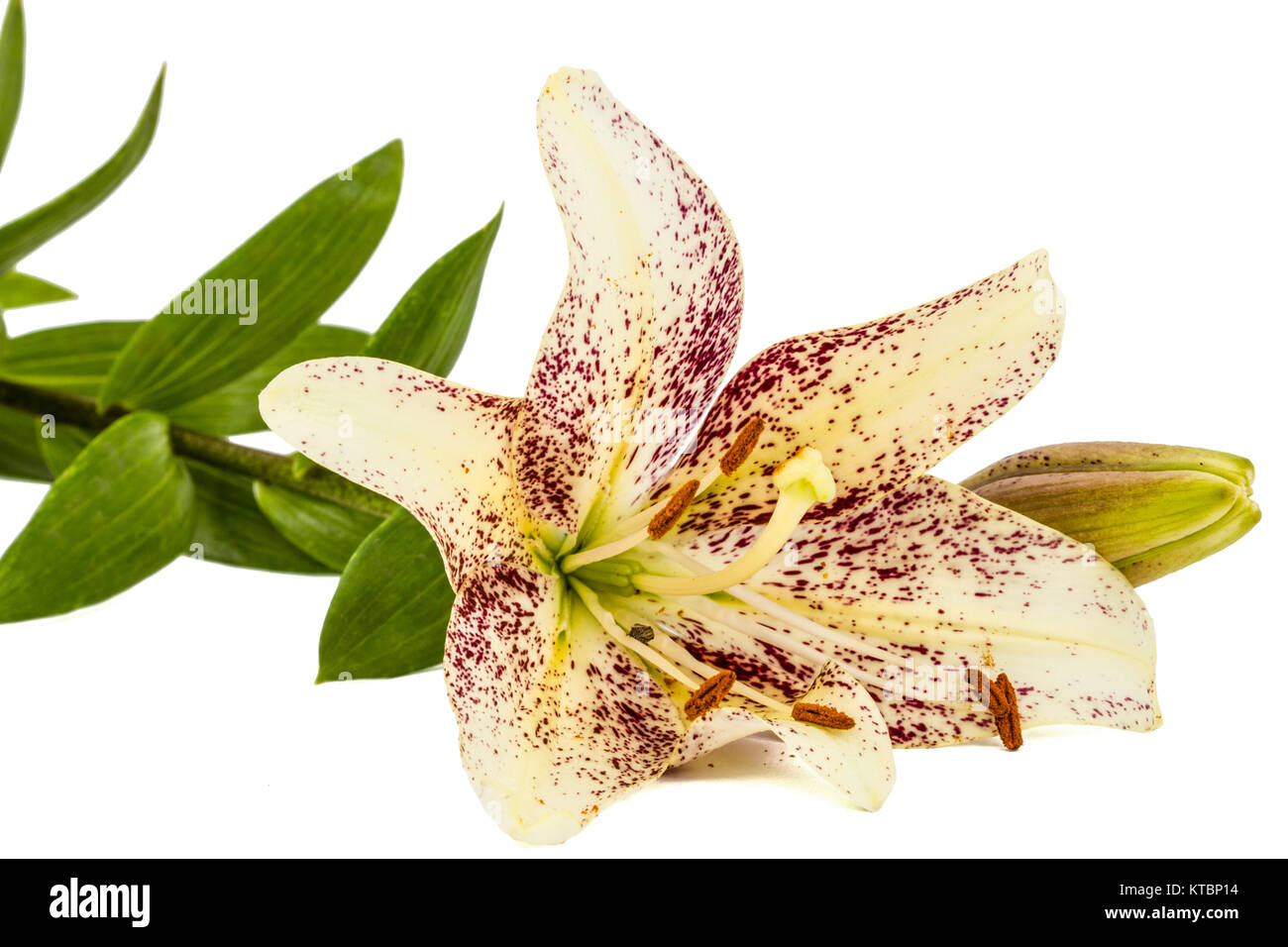 Flower of asian lily, isolated on white background Stock Photo - Alamy