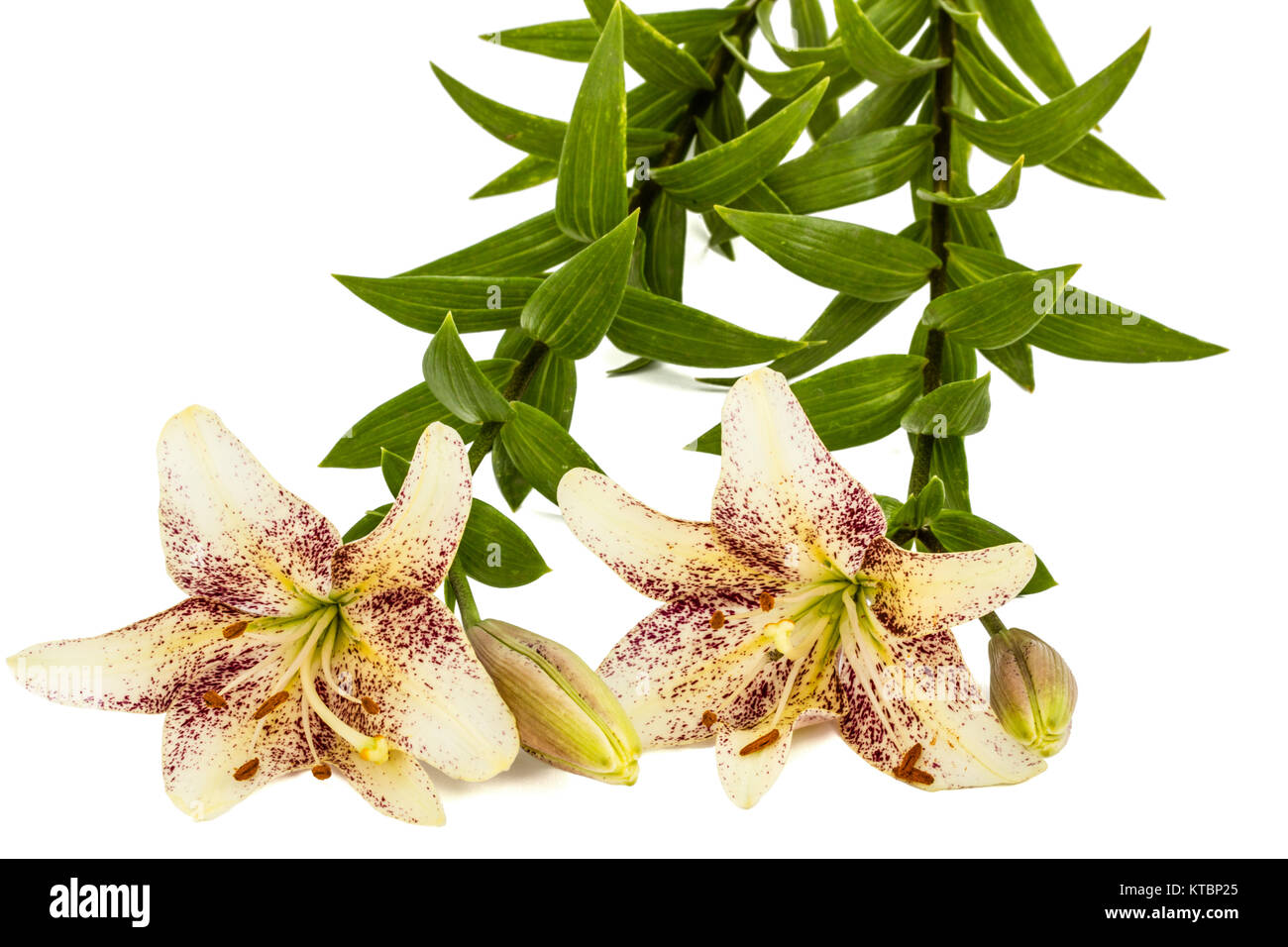 Flowers of asian lily, isolated on white background Stock Photo - Alamy