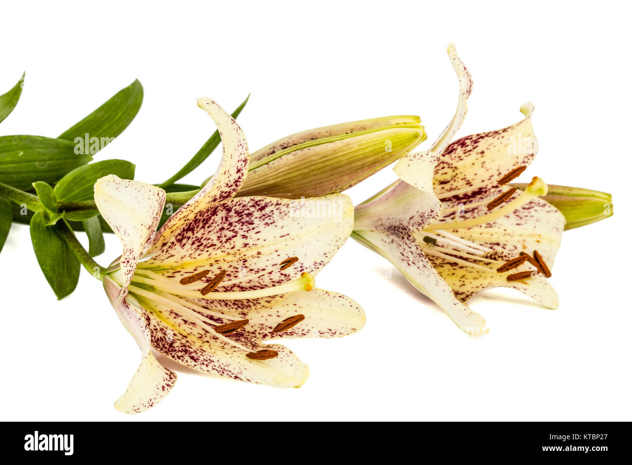 Flowers of asian lily, isolated on white background Stock Photo - Alamy