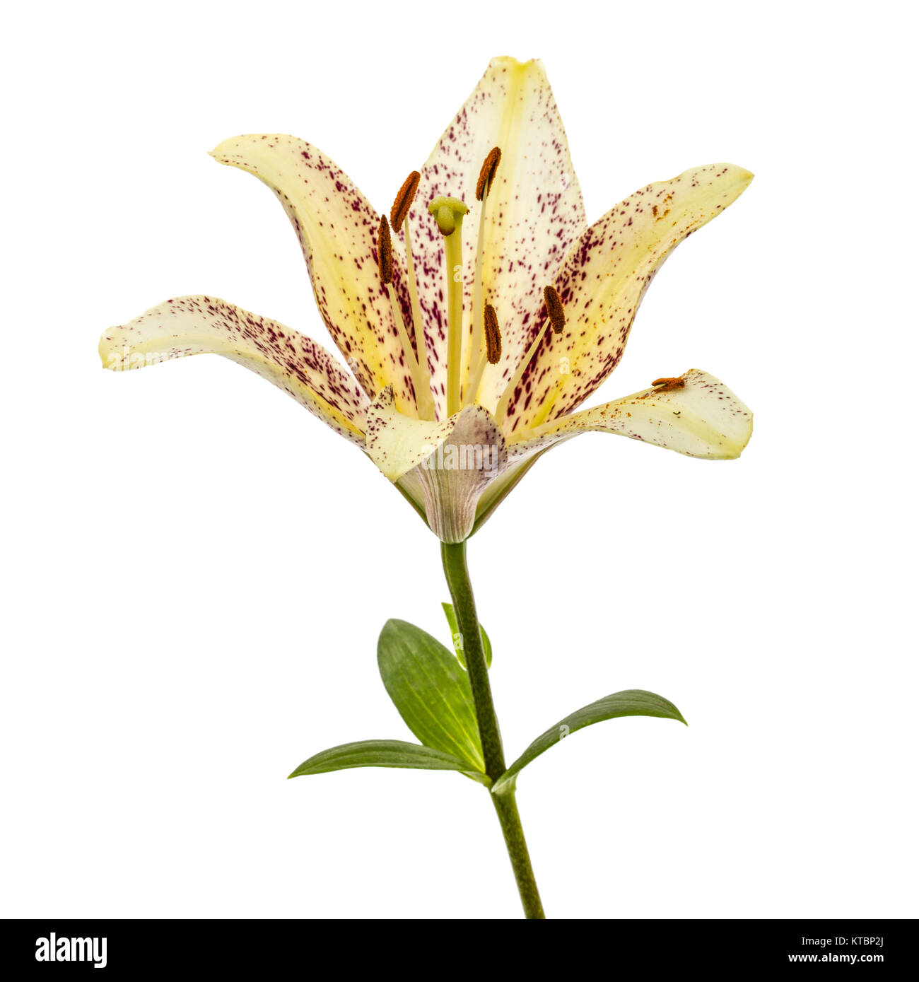 Flower of asian lily, isolated on white background Stock Photo - Alamy
