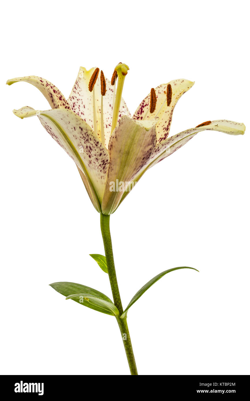 Flower of asian lily, isolated on white background Stock Photo - Alamy