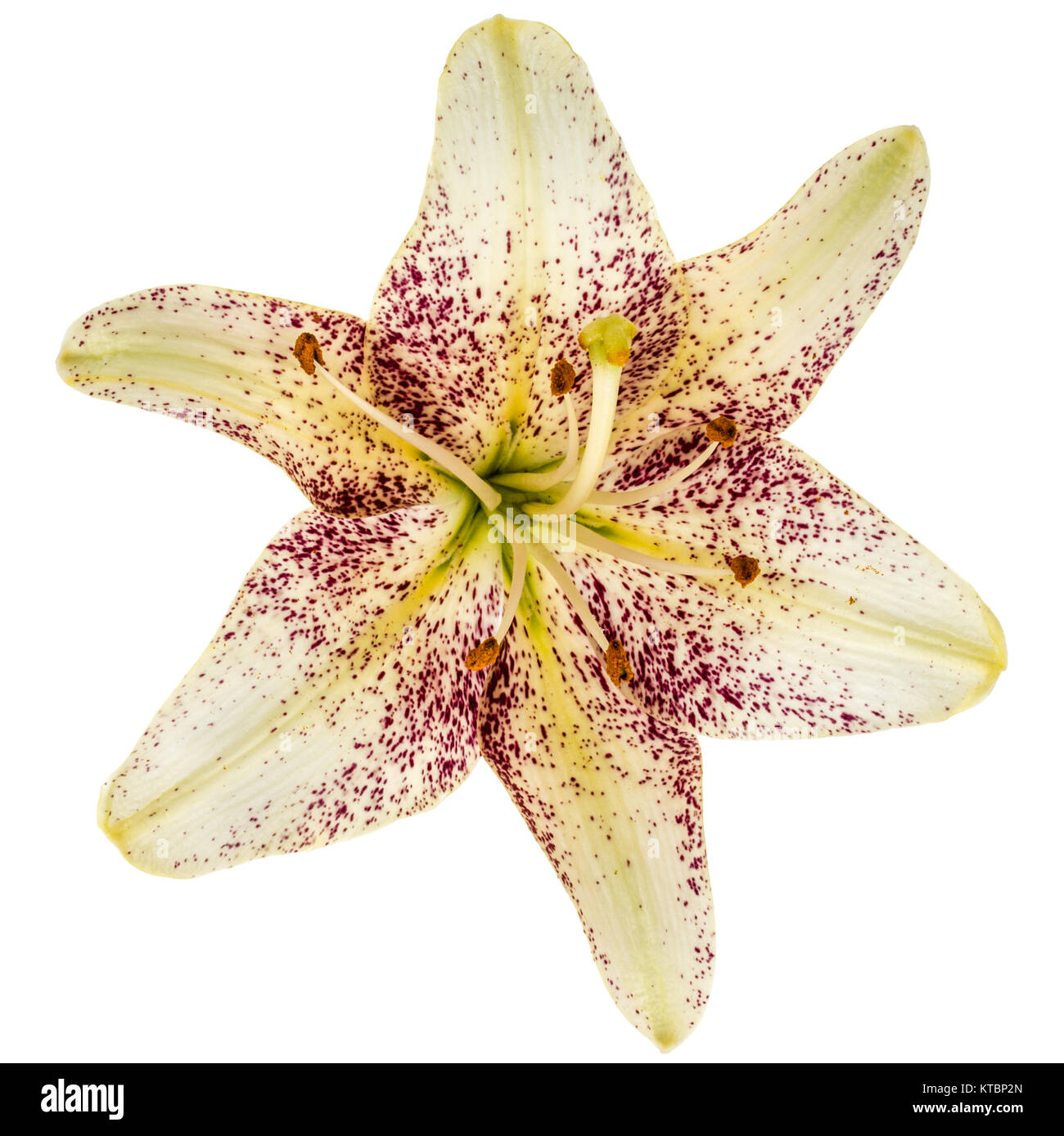 Flower of asian lily, isolated on white background Stock Photo - Alamy