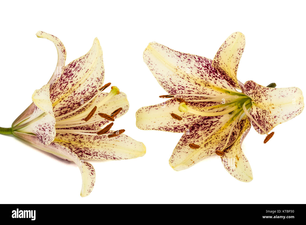 Flowers of asian lily, isolated on white background Stock Photo - Alamy