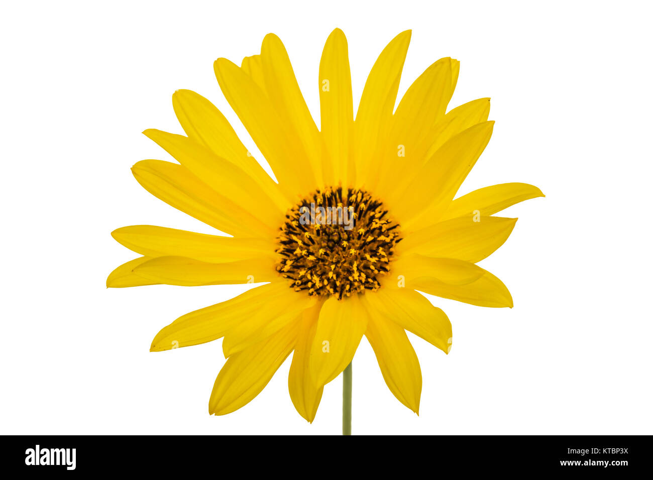 One yellow flower, isolated on white background Stock Photo - Alamy