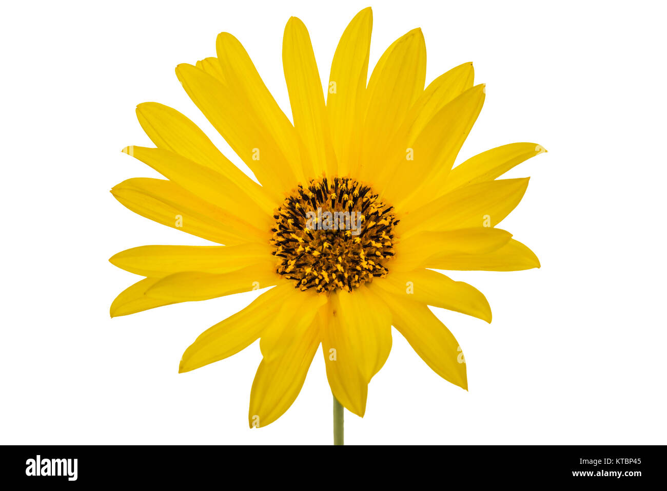 One yellow flower, isolated on white background Stock Photo - Alamy