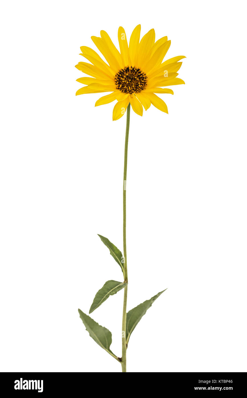 One yellow flower, isolated on white background Stock Photo - Alamy