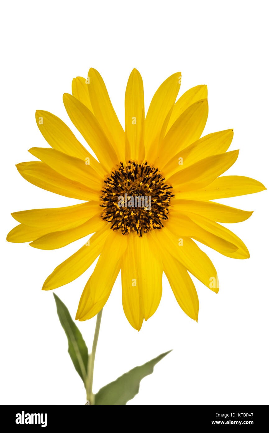 One yellow flower, isolated on white background Stock Photo - Alamy