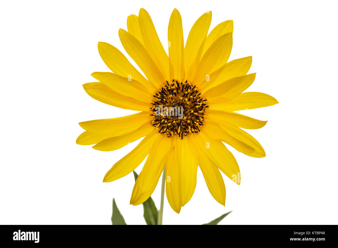 One yellow flower, isolated on white background Stock Photo - Alamy