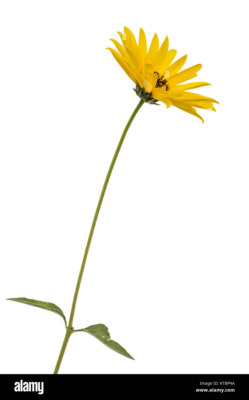 One yellow flower, isolated on white background Stock Photo - Alamy