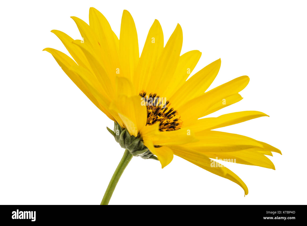 One yellow flower, isolated on white background Stock Photo - Alamy