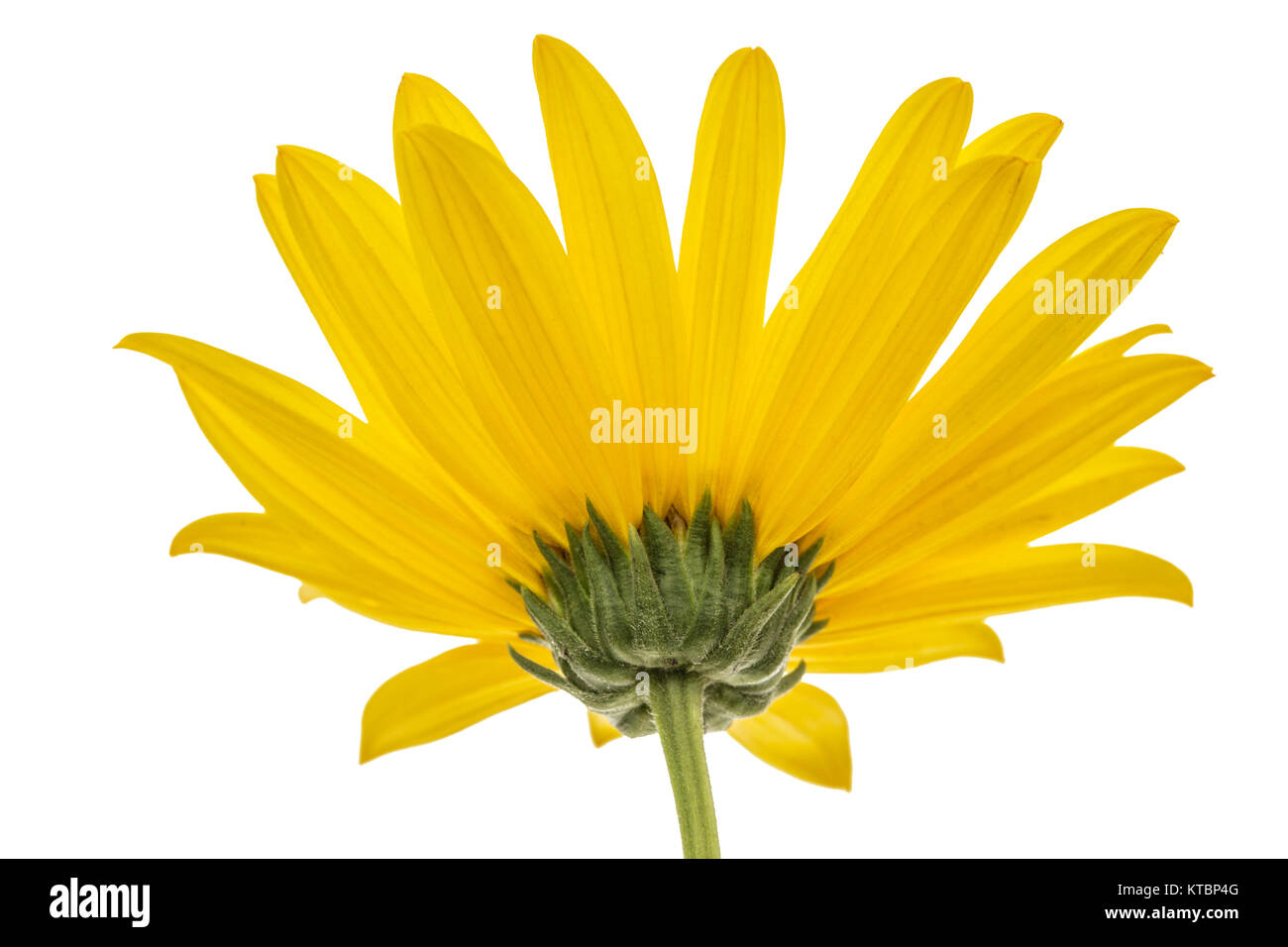 One yellow flower, isolated on white background Stock Photo - Alamy