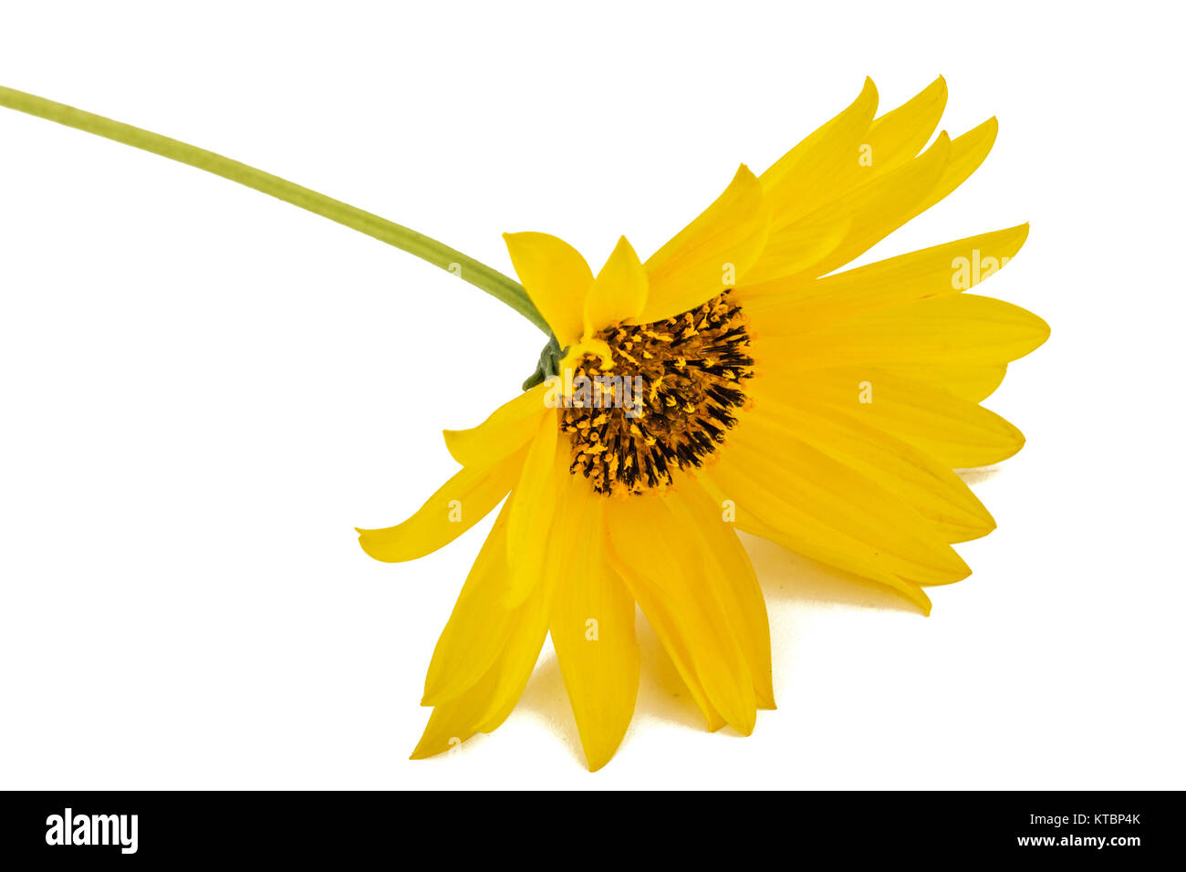 One yellow flower, isolated on white background Stock Photo - Alamy