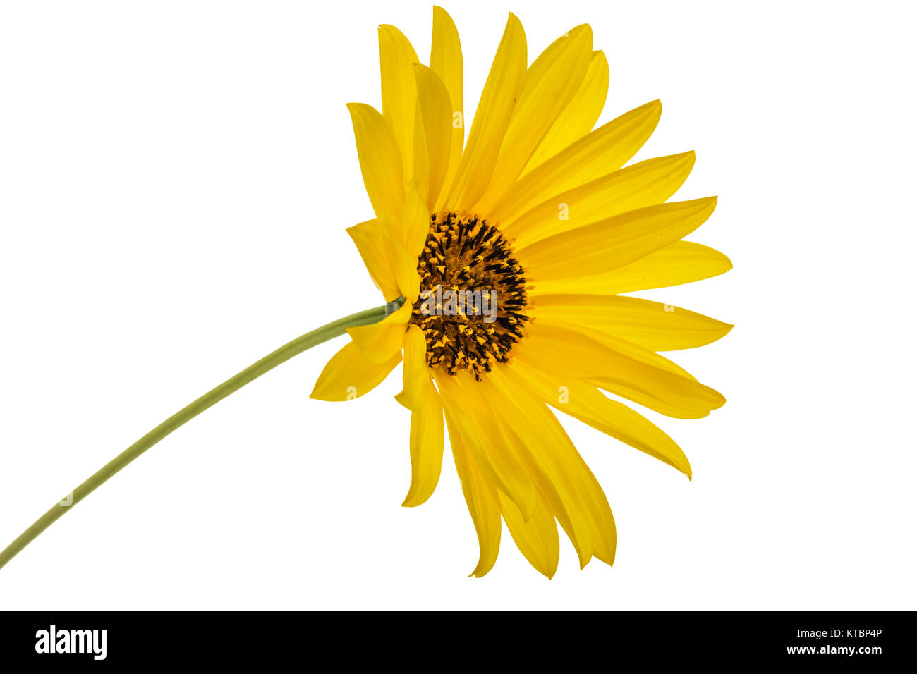 One yellow flower, isolated on white background Stock Photo - Alamy