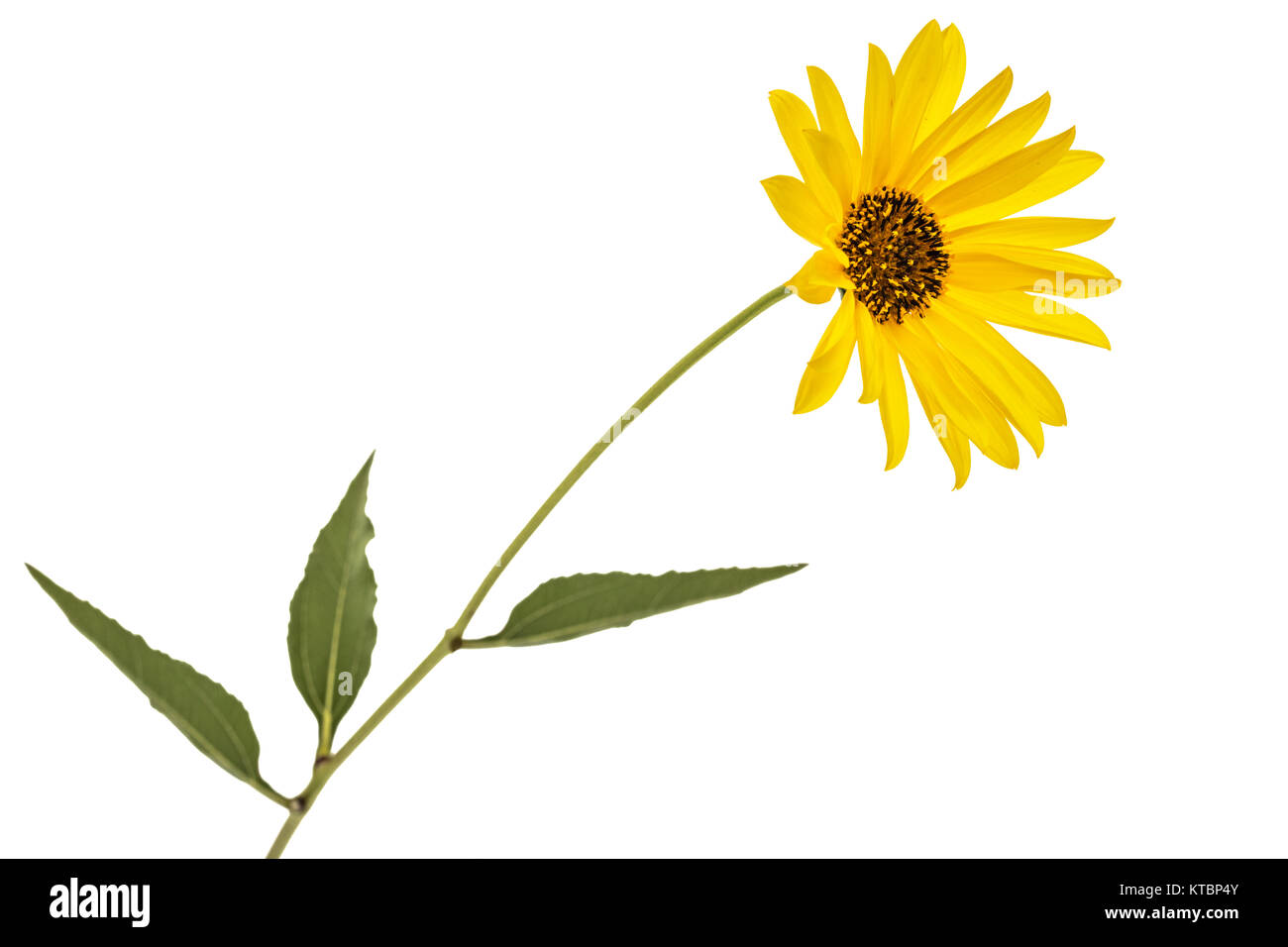 One yellow flower, isolated on white background Stock Photo - Alamy