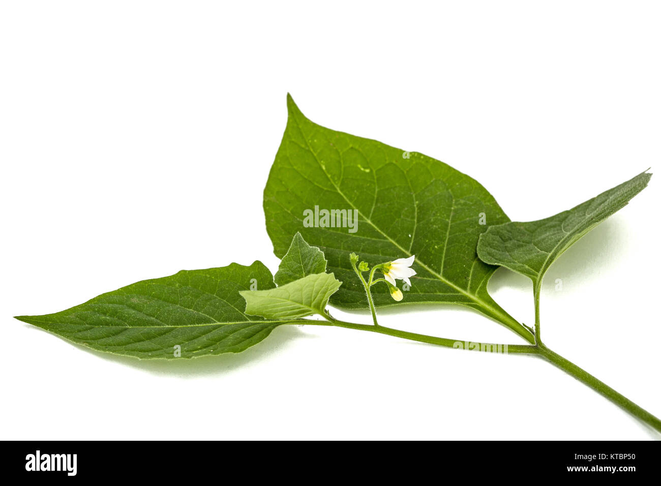 Flowers and leaves of black nightshade, lat. Solanum nígrum, poisonous ...