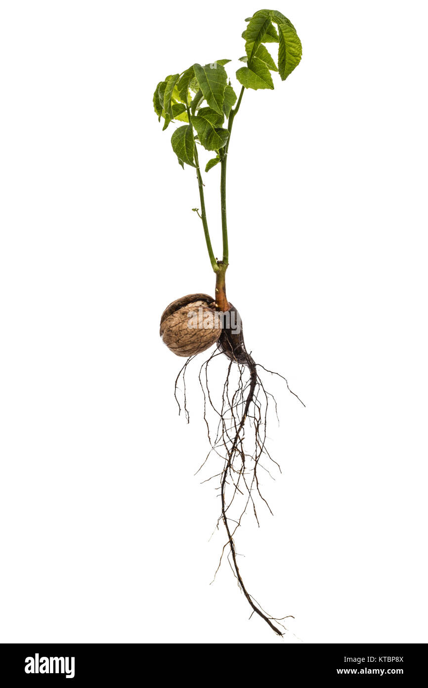 Walnut sprout hi-res stock photography and images - Alamy